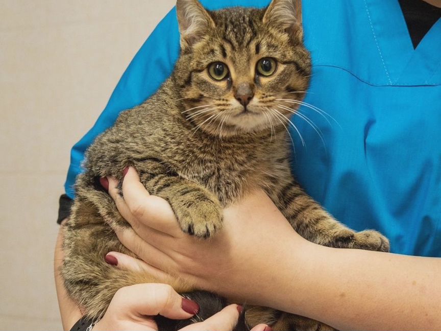 Спасённые от холода котики в поисках семьи