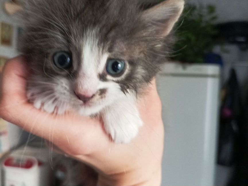 Котята кот и кошка 1 месяц