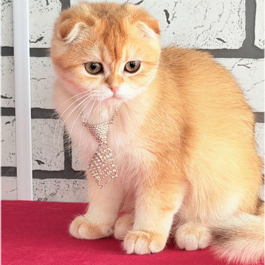 Шотландский вислоухий короткошёрстный котёнок