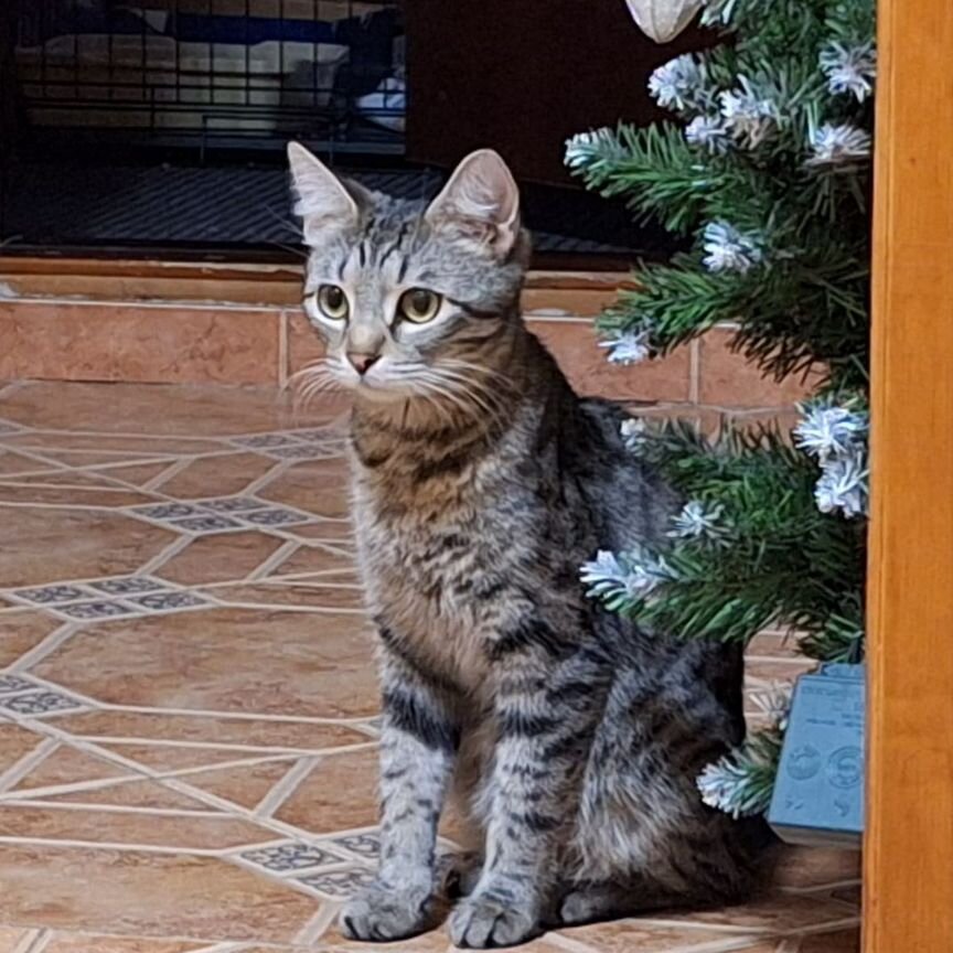 Кошка в дар бесплатно
