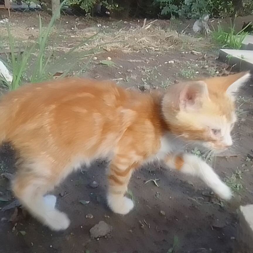 Милые игривые котята,отдам в добрые любящие руки