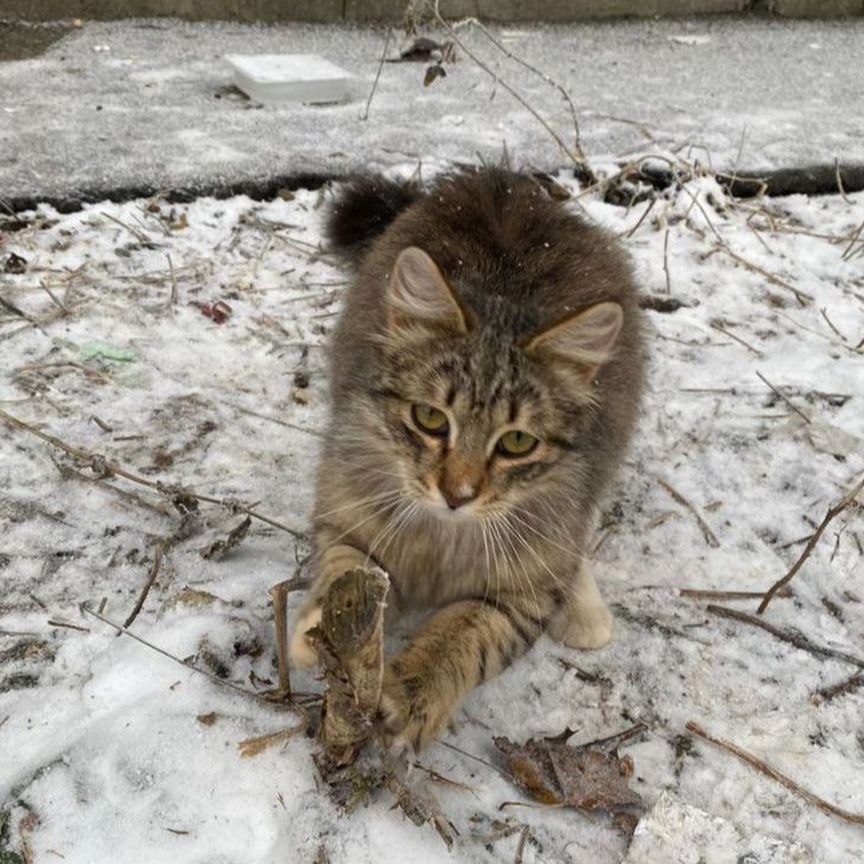 Котенок