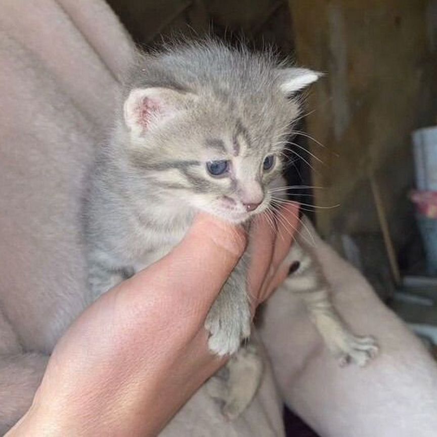 8 котят ищут дом