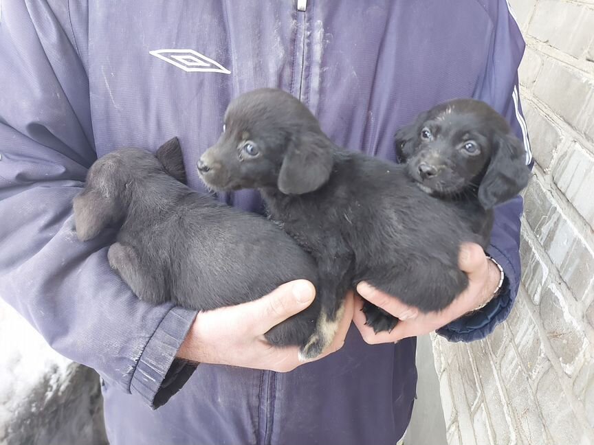 Щенки 3х недельные