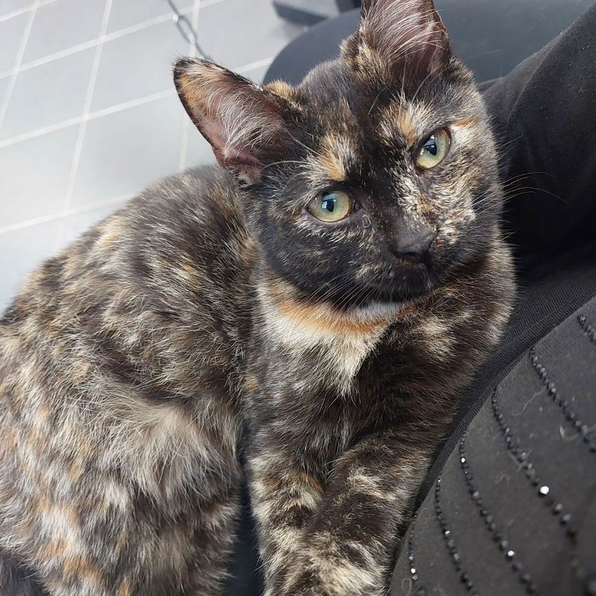 Котёнок 5 месяцев