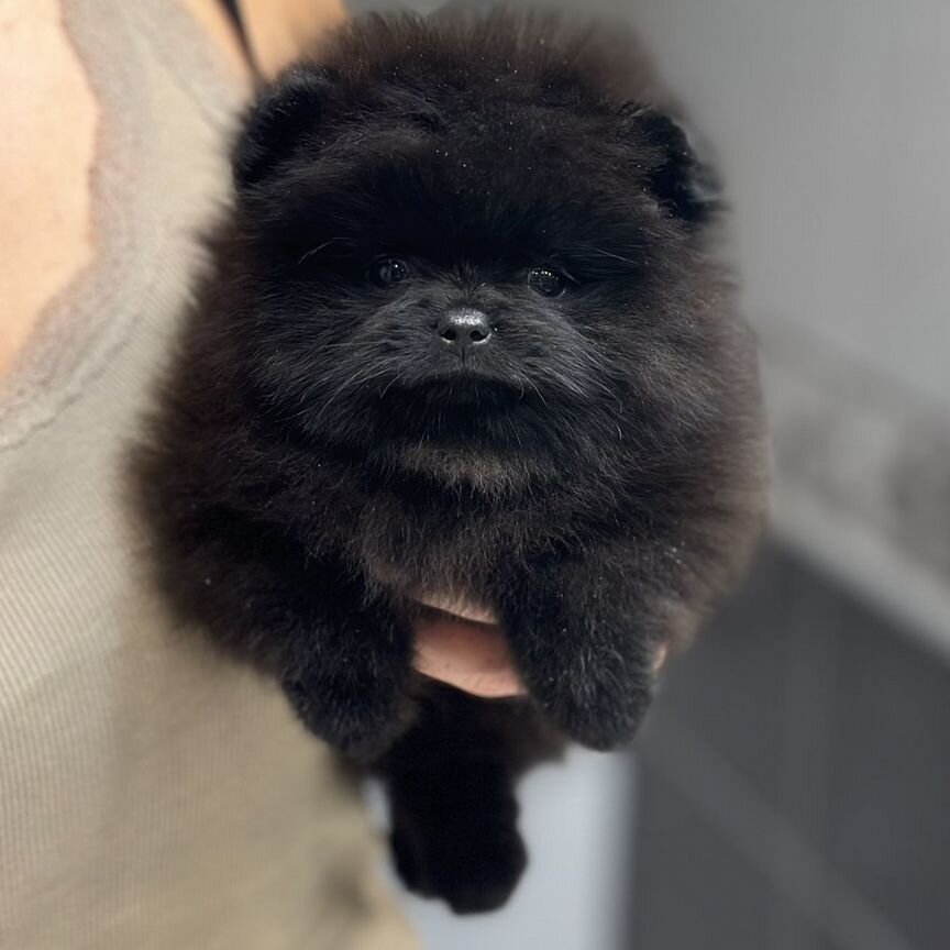 Померанский шпиц, щенок