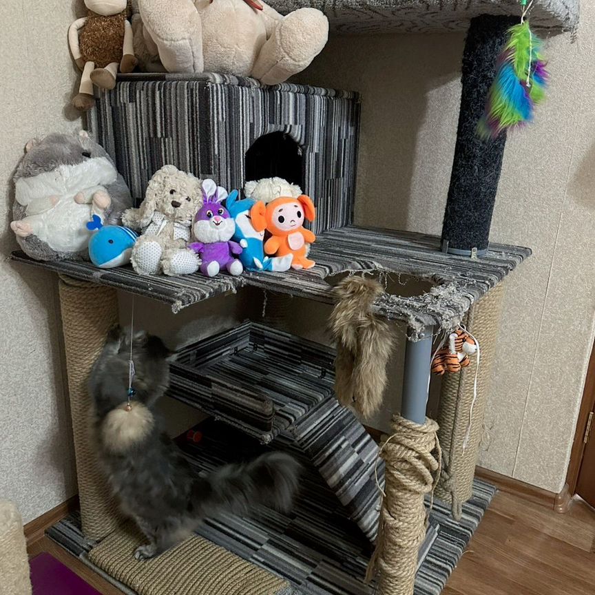 Когтеточка кошкин дом