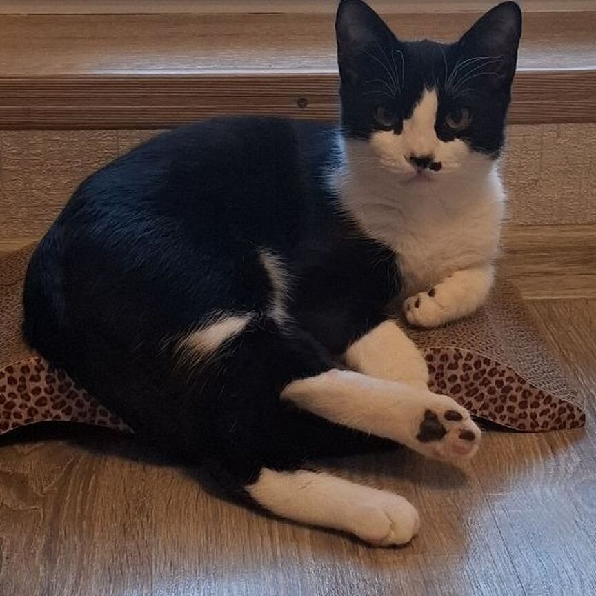 Британский короткошёрстный котёнок