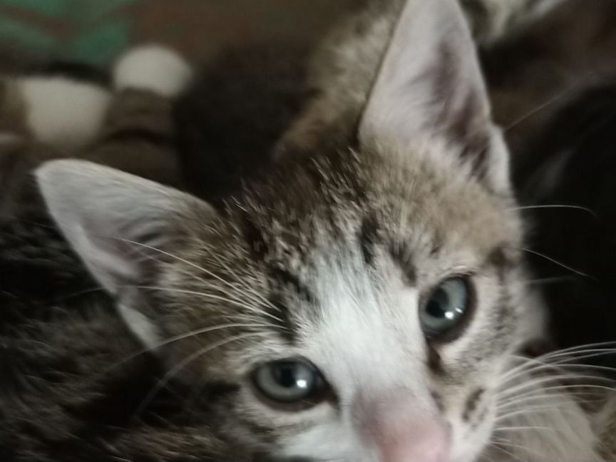 Котик дворянин в добрые руки тнКошка