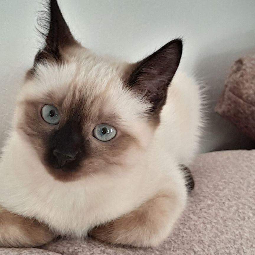 Котёнок 4 месяца