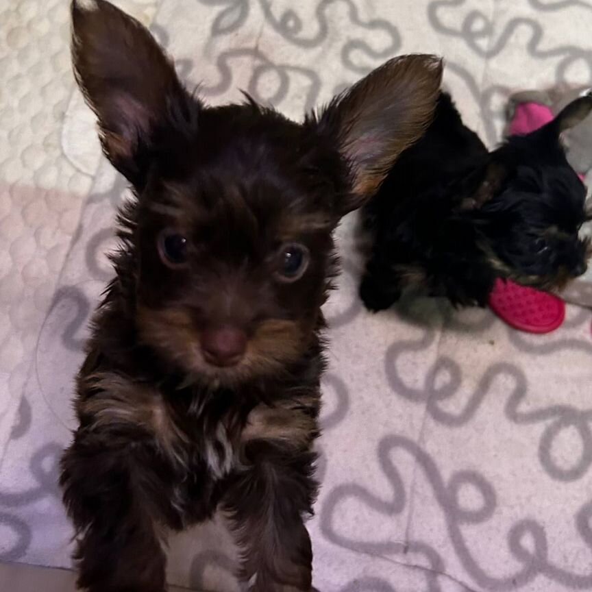 Йоркширский терьер, щенок