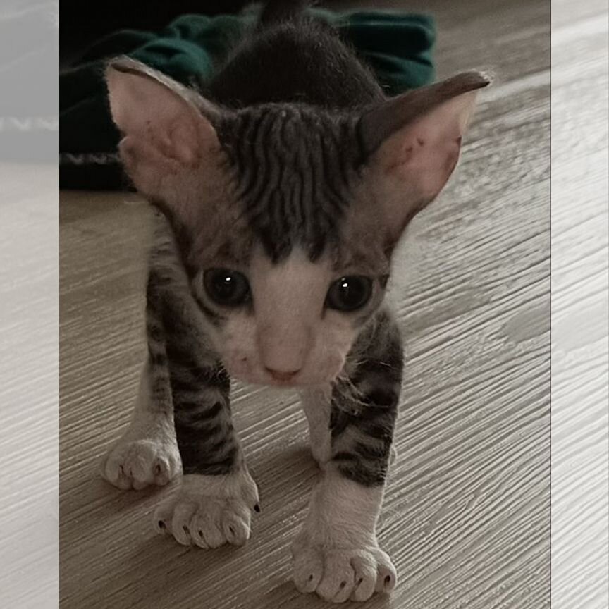 Котята Сфинкс браш