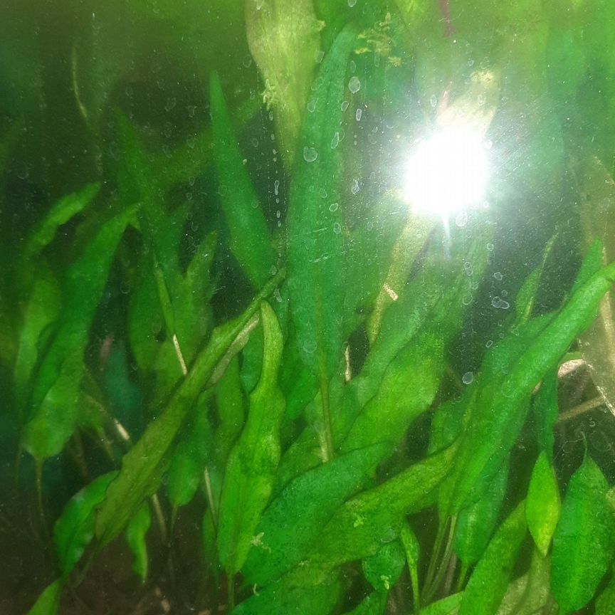 Водоросль криптокорина