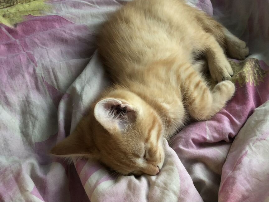 Котенок 2.5 месяца