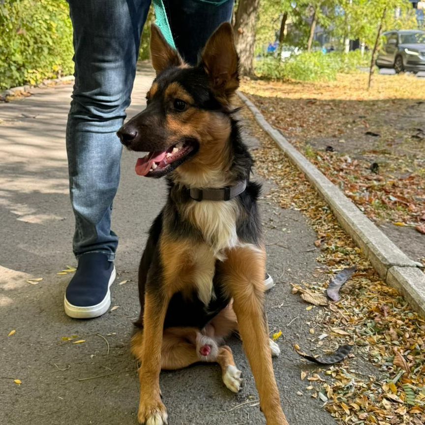 Собака в добрые руки