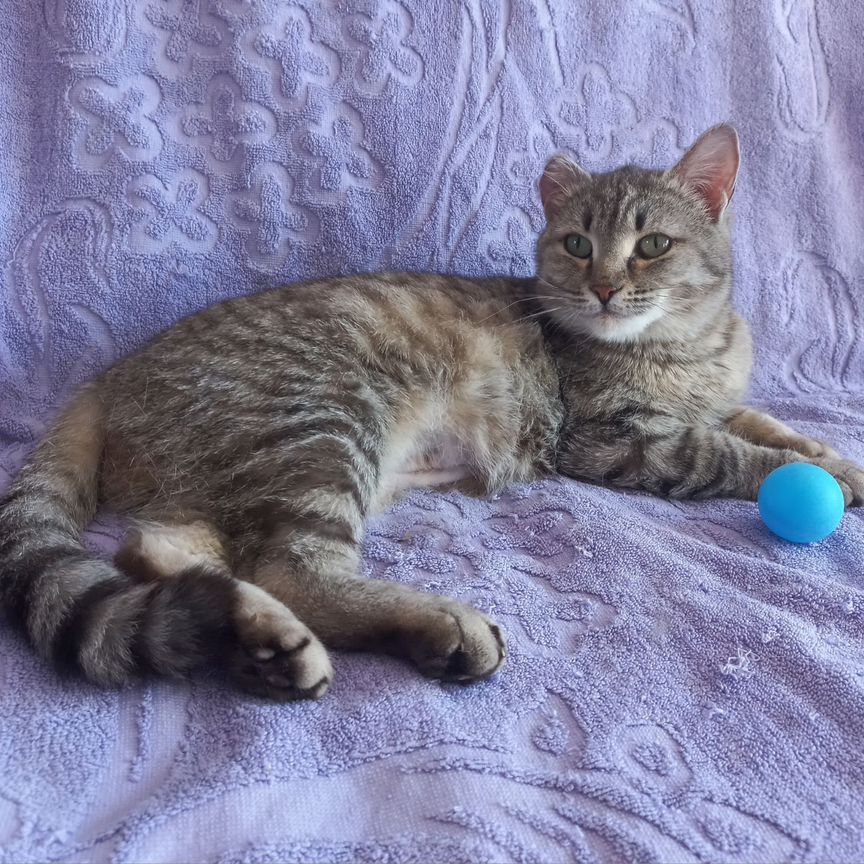 Взрослая, кошка в добрые руки