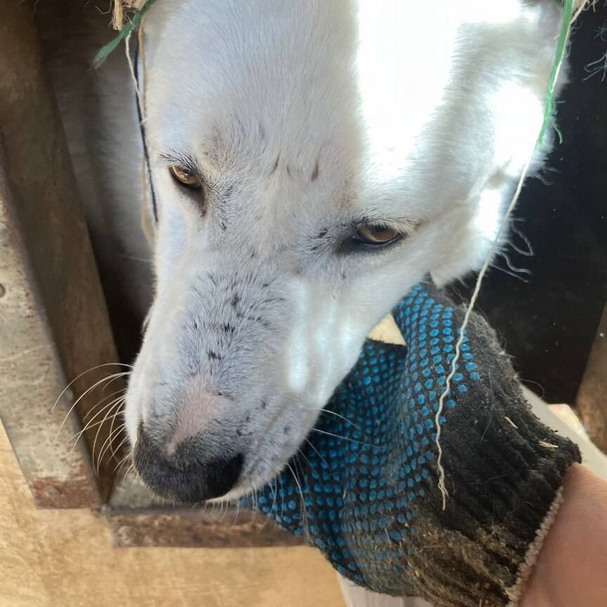 Умка теряет надежду