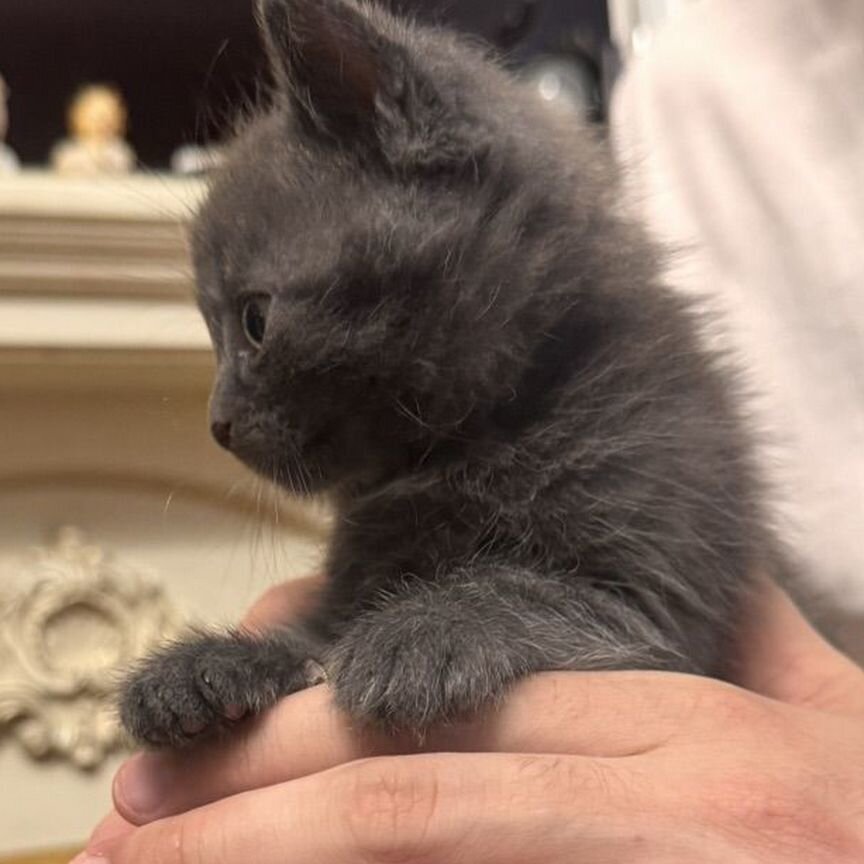 Британские котята