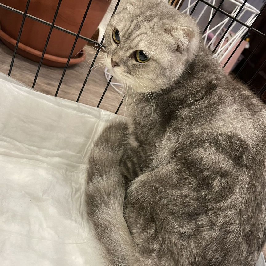 Найдена кошка