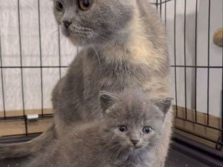 Кошка мама и дочка ищут дом