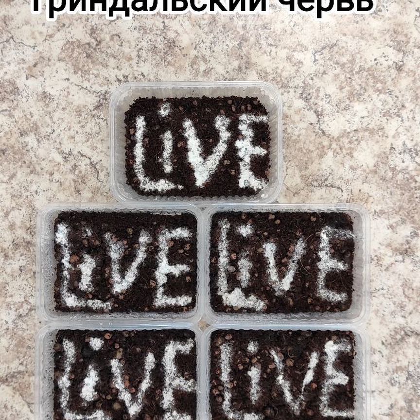 Живой корм для аквариумных рыб. Гриндальский червь