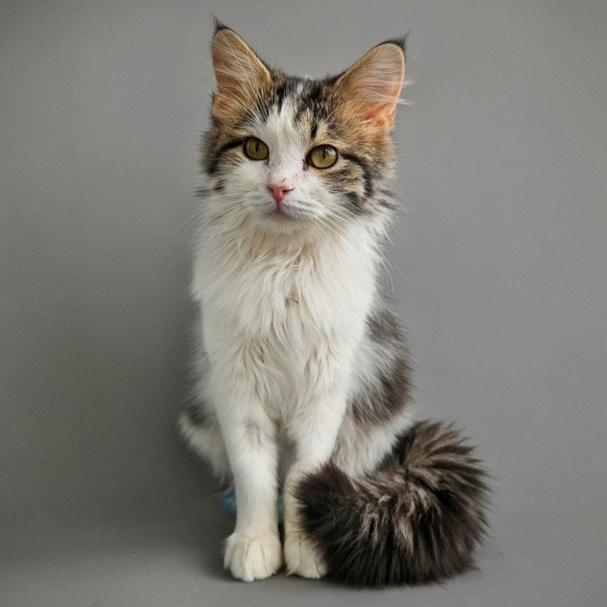 Взрослый кот в добрые руки