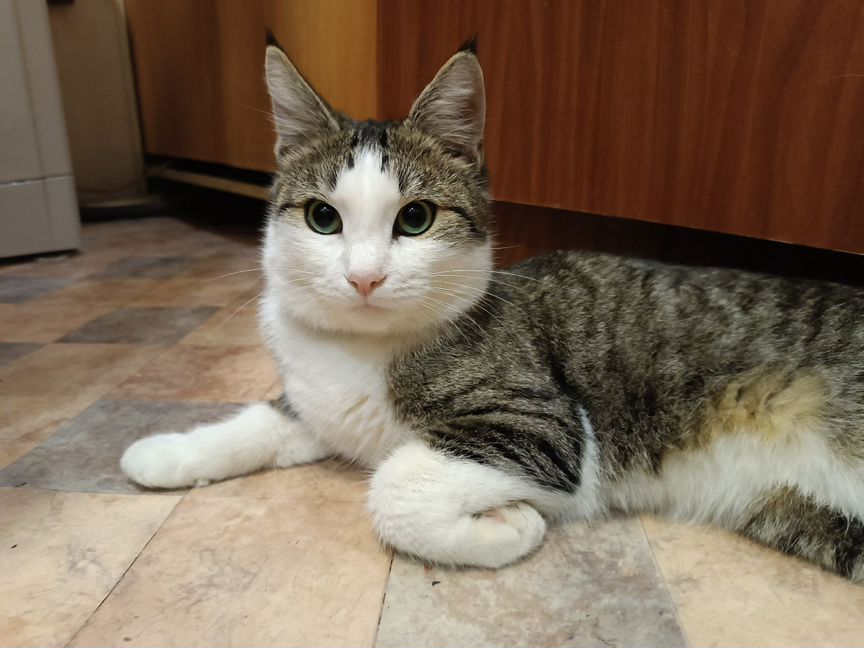 Котик ищет дом