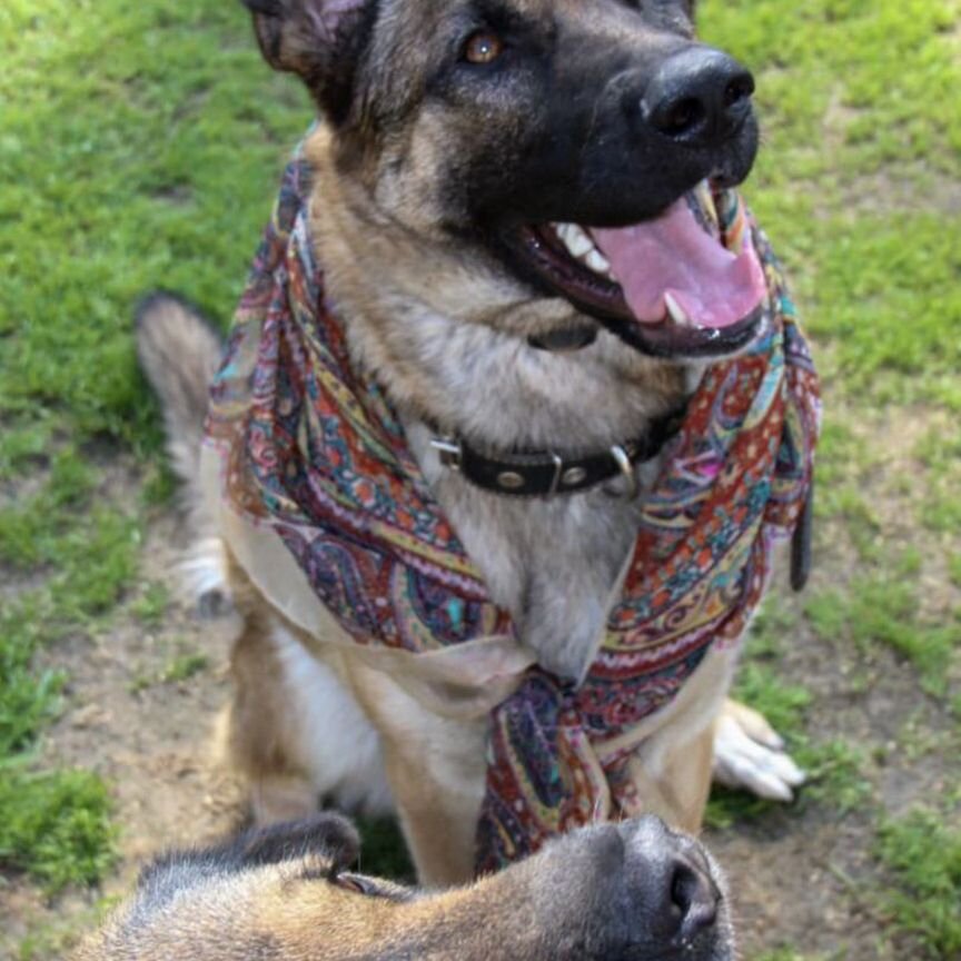 Неужели приют навсегда