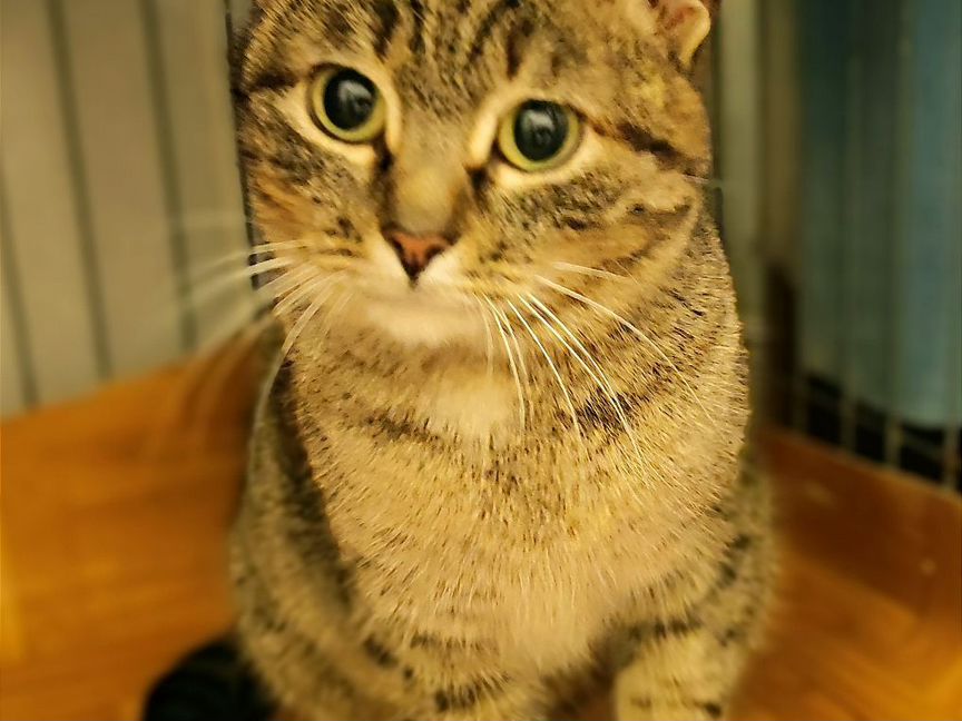 Кошка Шуня