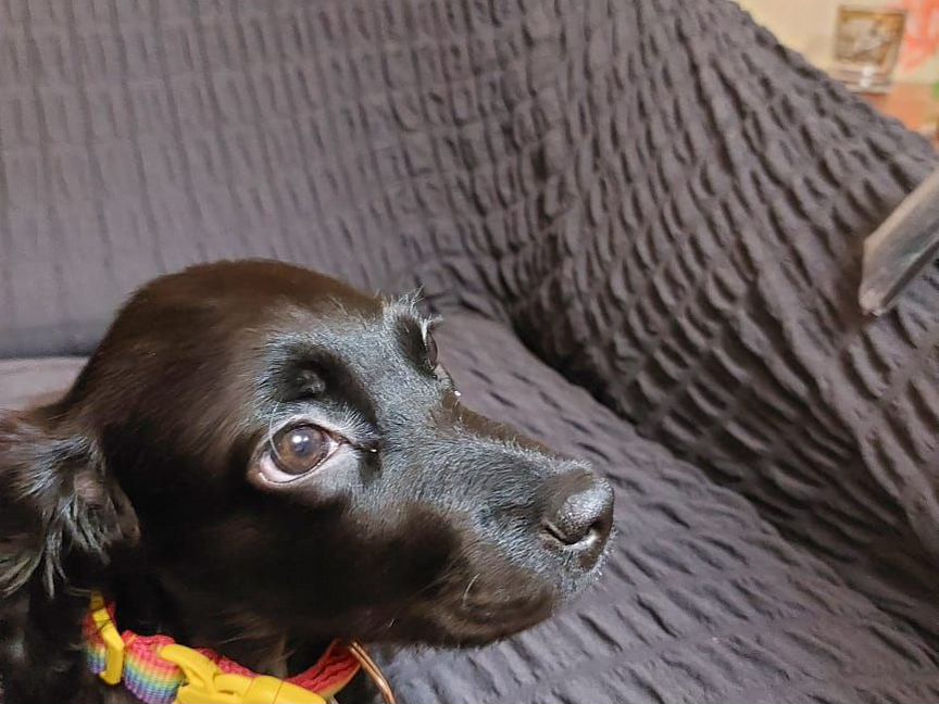 Продам щенка русского охотничьего спаниеля