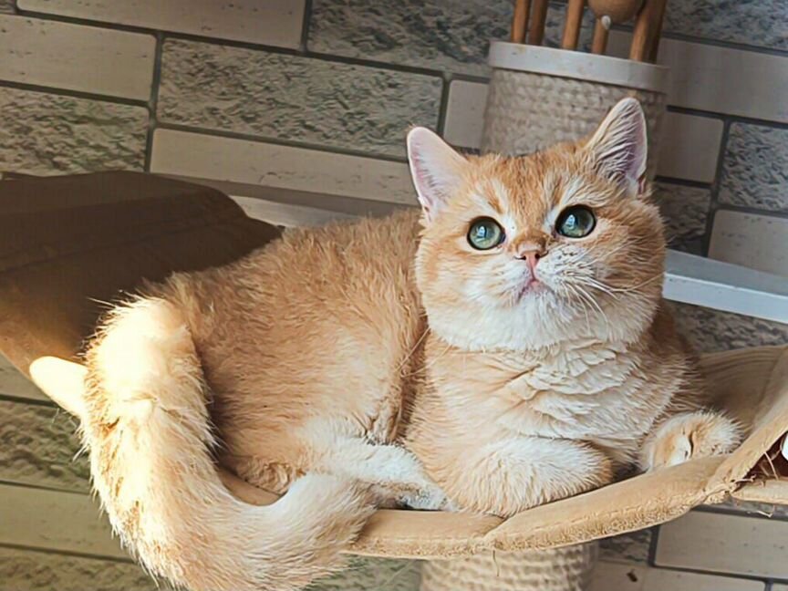 Британский котик