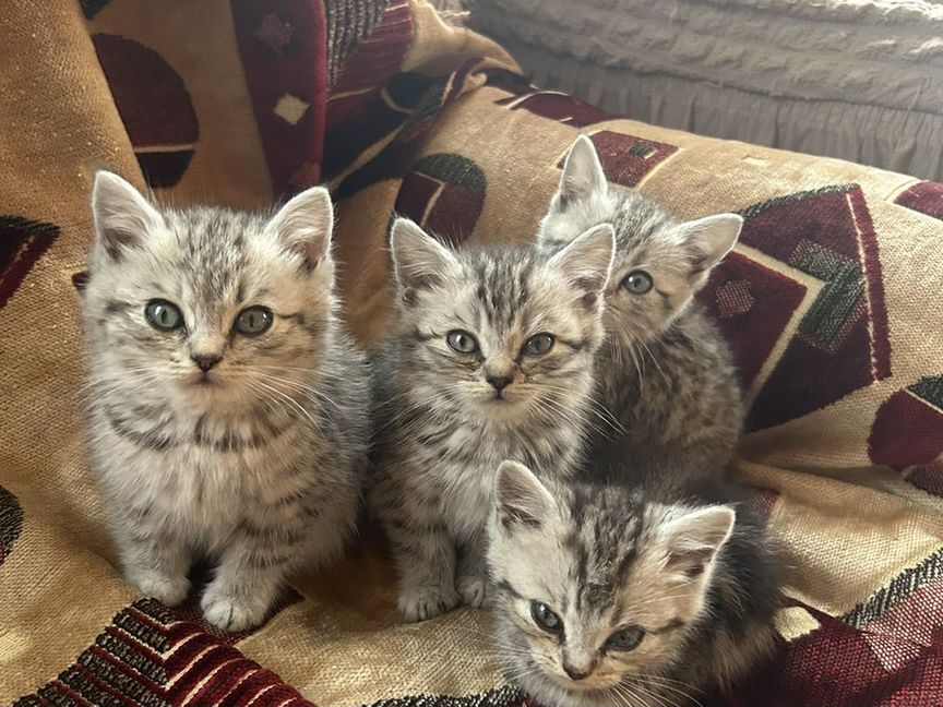 Шотландские прямоухие котята