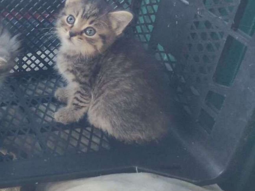 Котенок