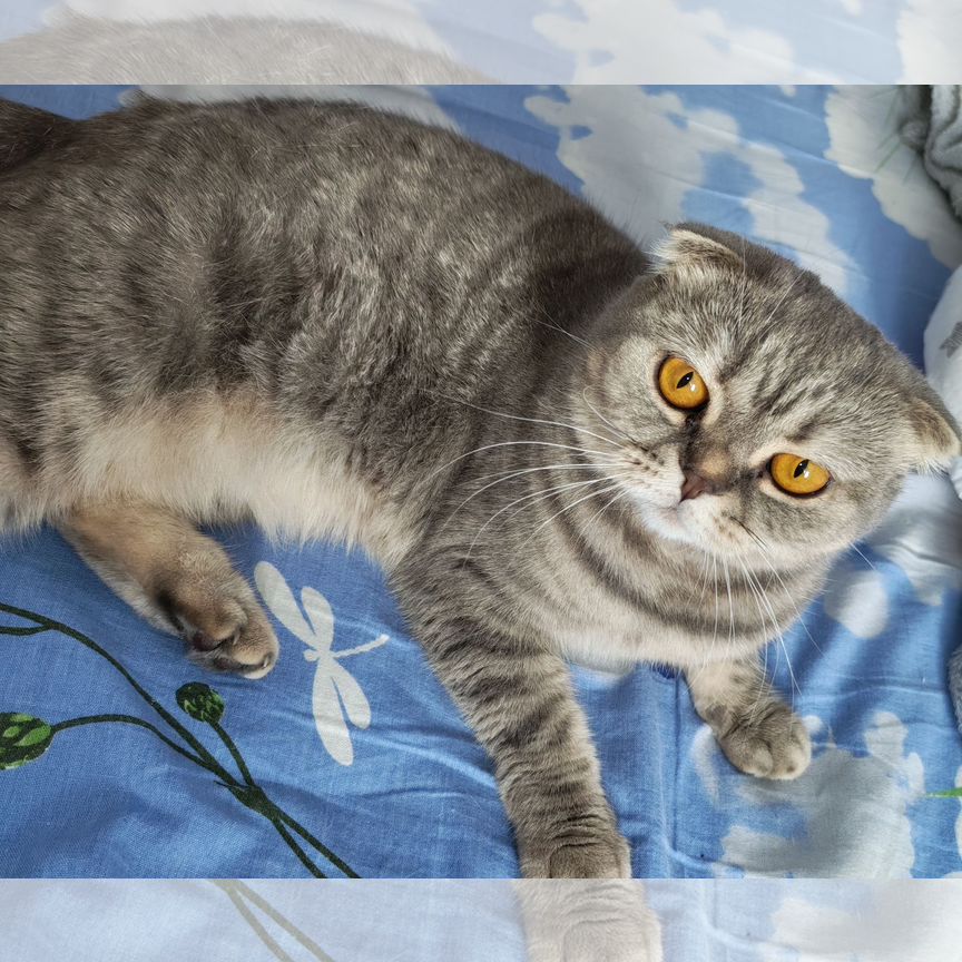 Шотландская вислоухая короткошёрстная, взрослая кошка