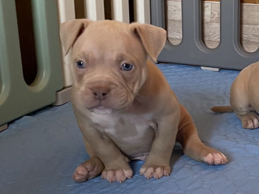 Американский булли