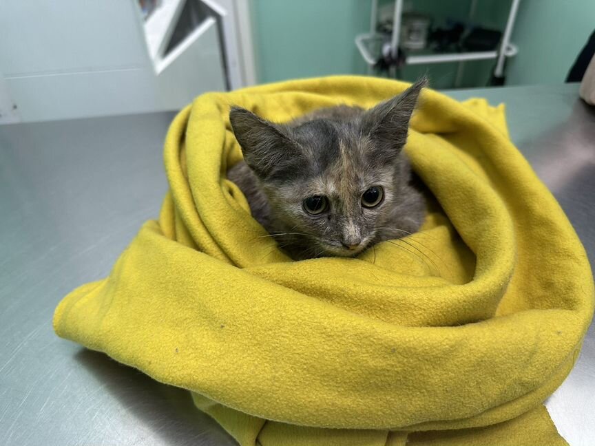 Крошечный котенок ищет дом (в добрые ручки)