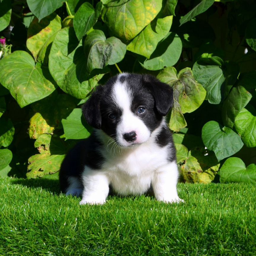 Малышка Вельш-корги кардиган