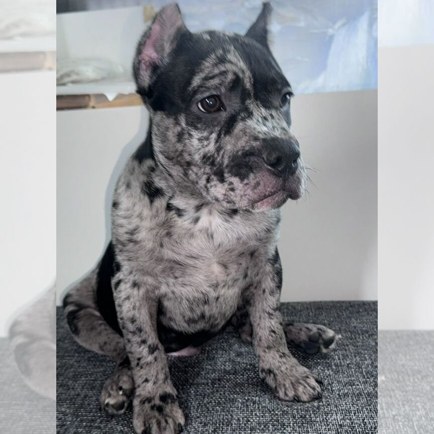 Американский булли покет щенки