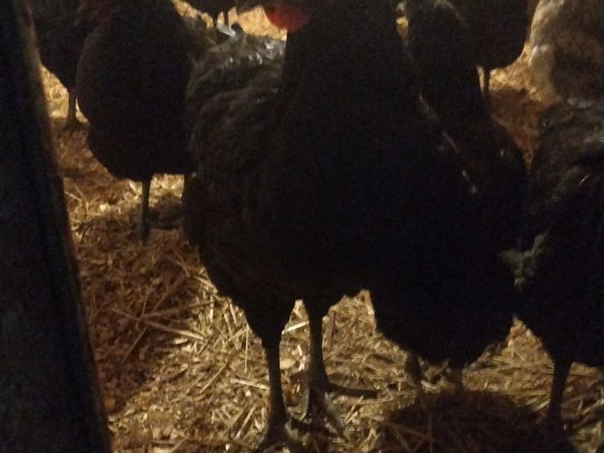 Петушки Джерсийский гигант