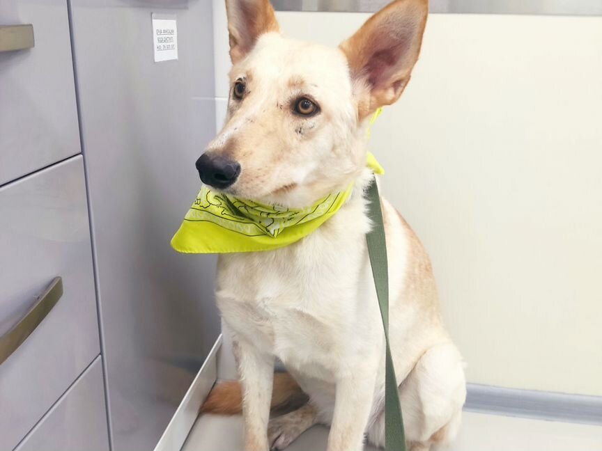 Молоденькие , добрые 1г3-1г5мес в приюте