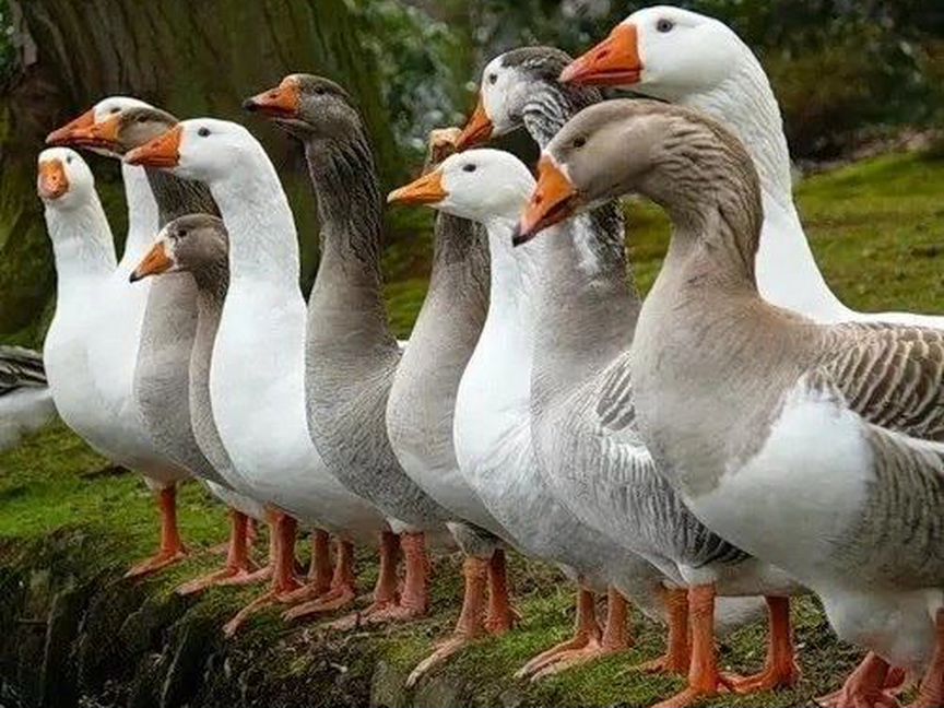 Гуси деревенские