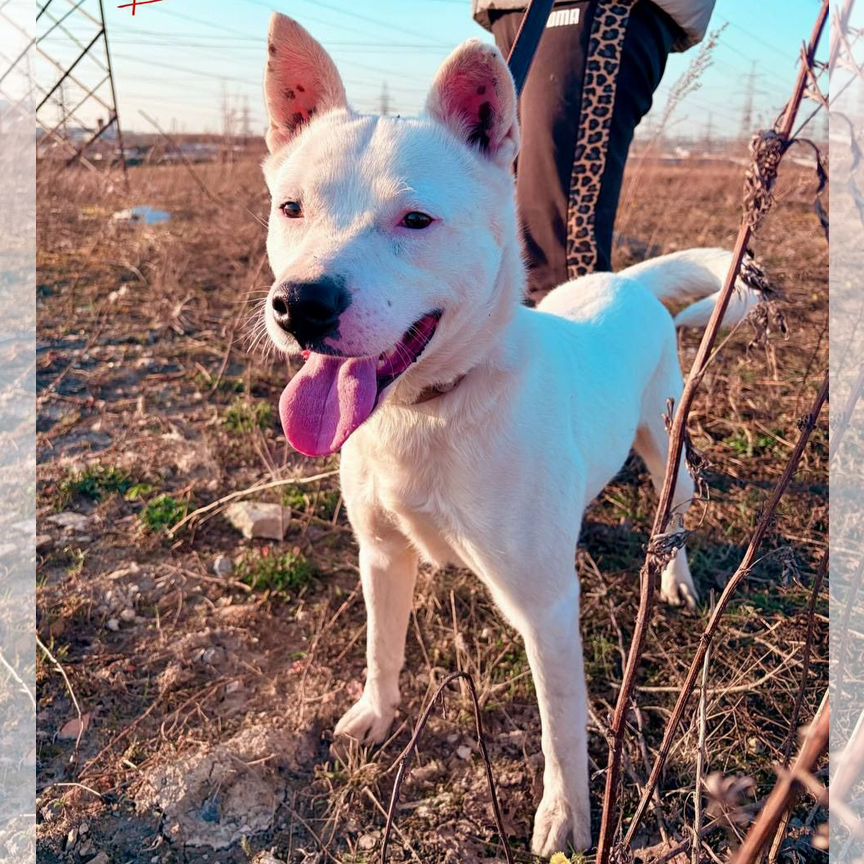 Взрослый пёс в добрые руки