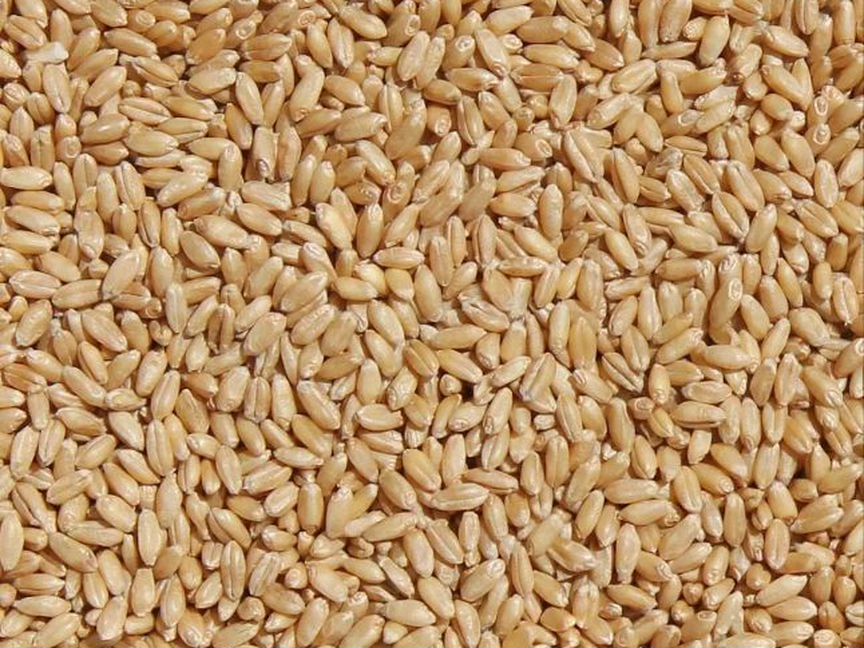 Зерно Овёс Ячмень