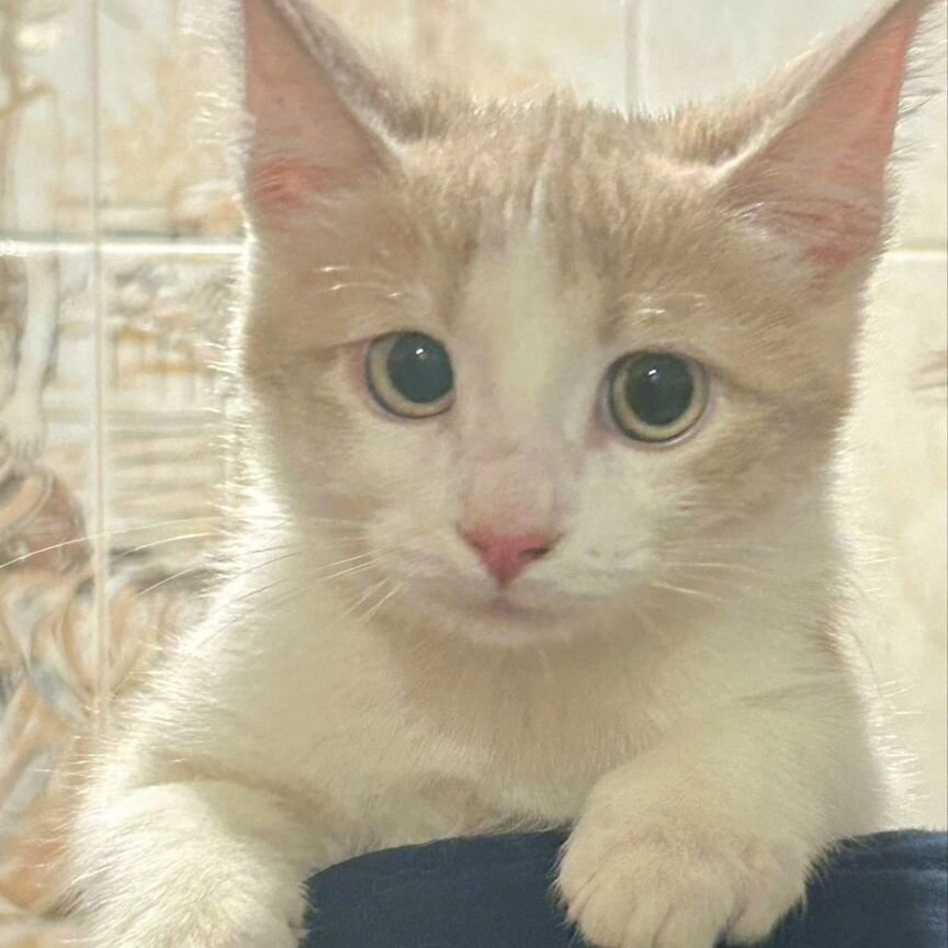 Котёнок мальчик в добрые руки