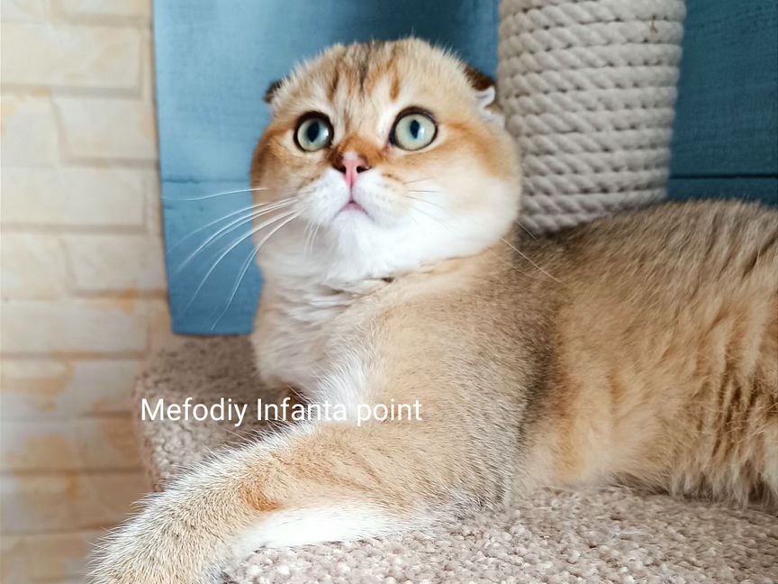 Шотландский золотой породистый котик
