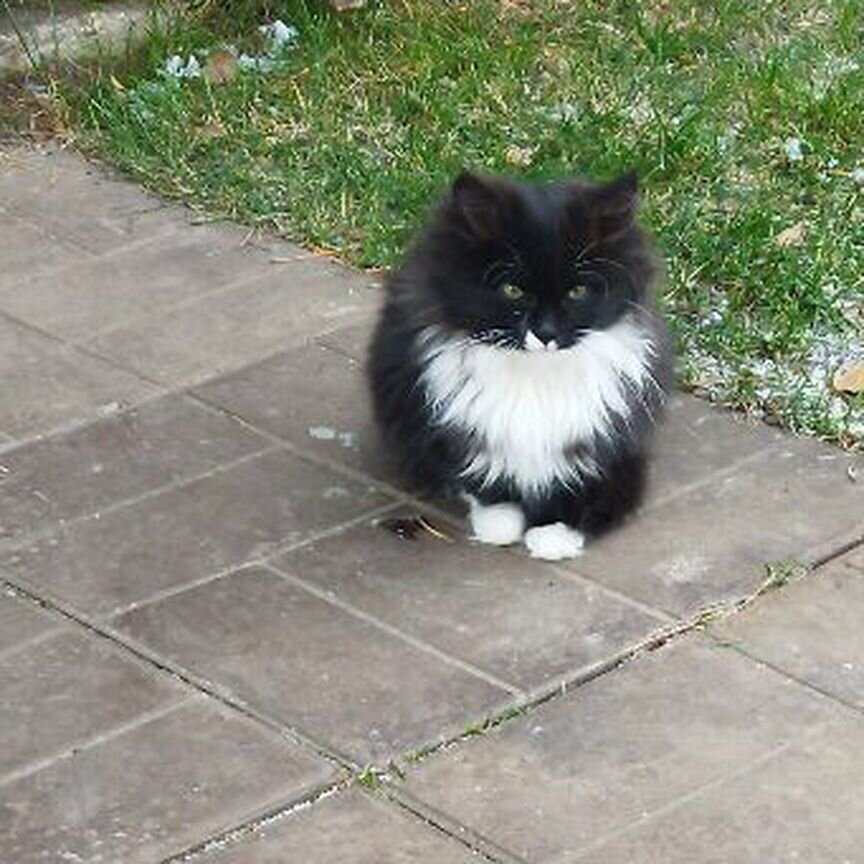 Бездомный безумно красивый котёнок ждёт родителей