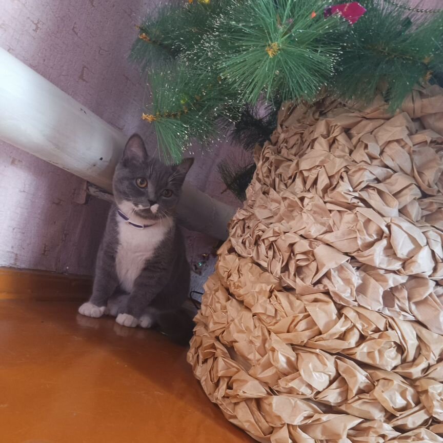 Британская кошечка
