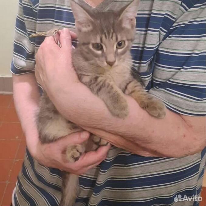 Котёнка подбросили к подъезду