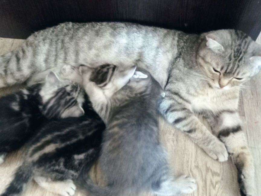 Шотландские прямоухие котята