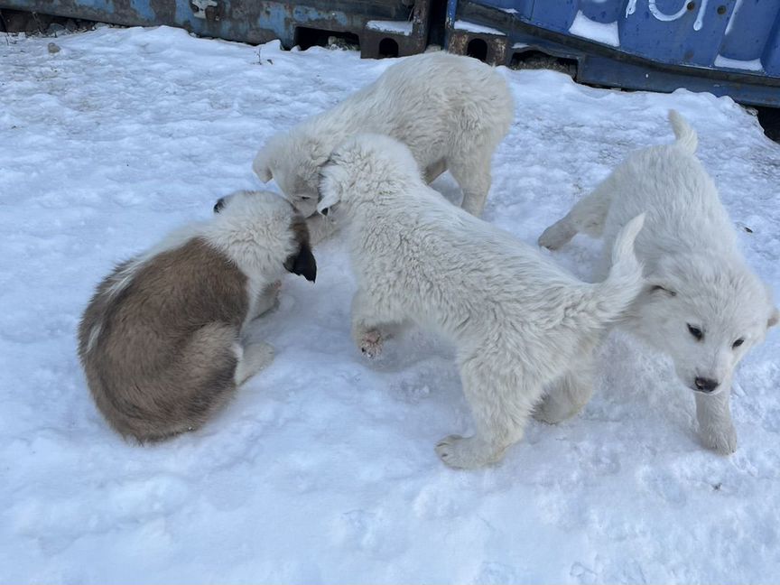 Щенки алабай смешанные
